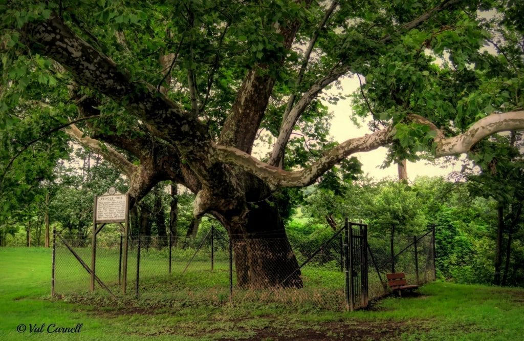 Pringle Tree Park - West Virginia Explorer