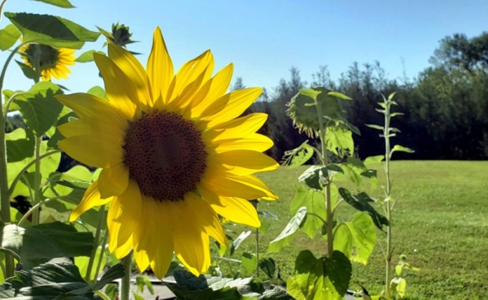 Sunflowers among West Virginia's traditional garden plants - West ...