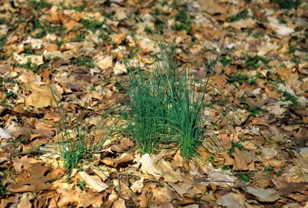 Eight edible spring plants that grow wild in West Virginia - West ...