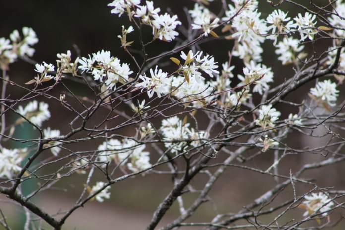 Spring's pink-flowering redbud trees guided early West Virginia ...