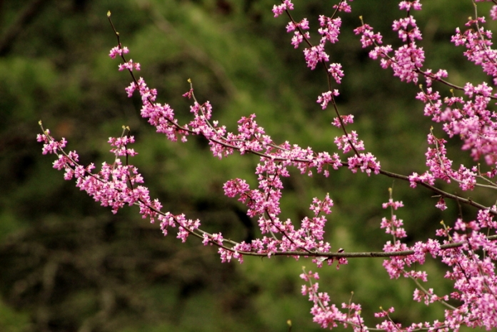 Sarvis Tree blossoms signal the arrival of mountain spring in W.Va ...