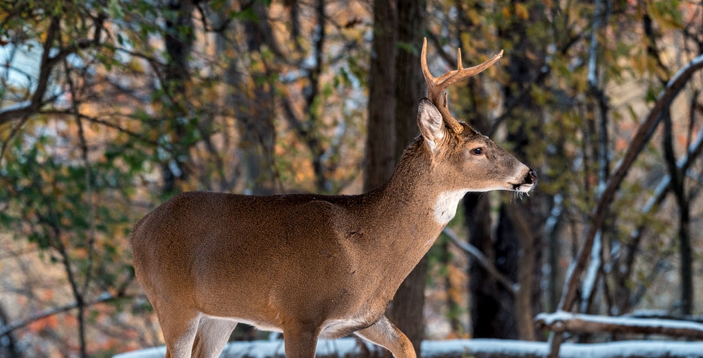 West Virginia Explorer - WV News and Travel Guide