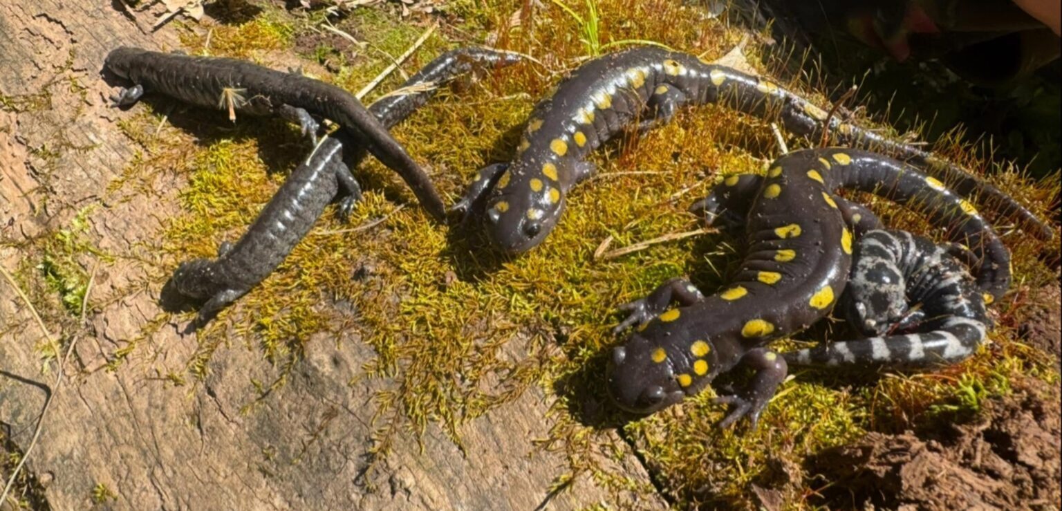 Why wild, wonderful West Virginia may be the wildest state east of the ...